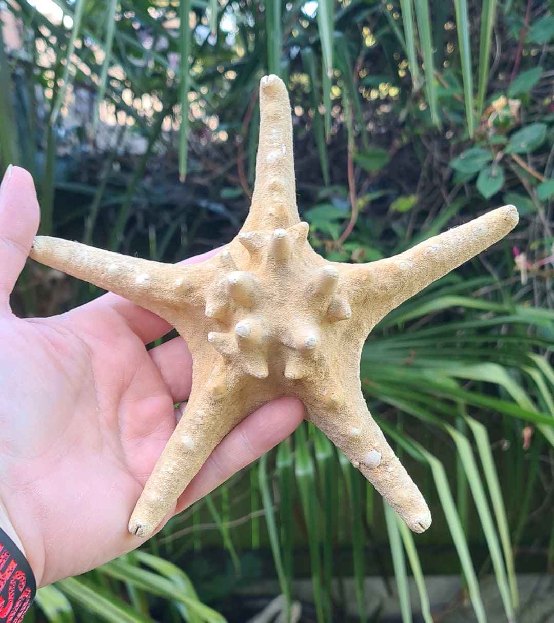 Large Dried Real Star Fish Altar Piece, Sea Witch, Natural Curio, Home ...