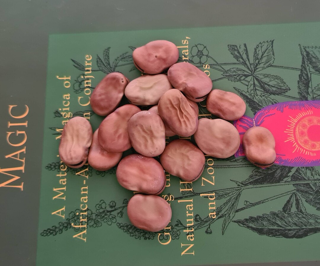African Wish Beans With Mojo Pouch (7 Beans), Mojo Beans, Vicia Faba ...