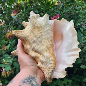Large Conch Shell, Altar Piece, Sea Witch, Natural Curio, Home Decor ...