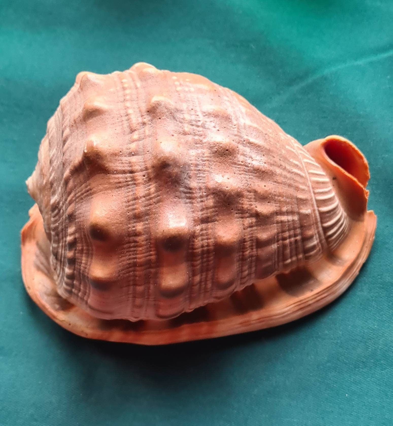 Conch Sea Shell Altar Piece Sea Witch Natural Curio Home | Etsy