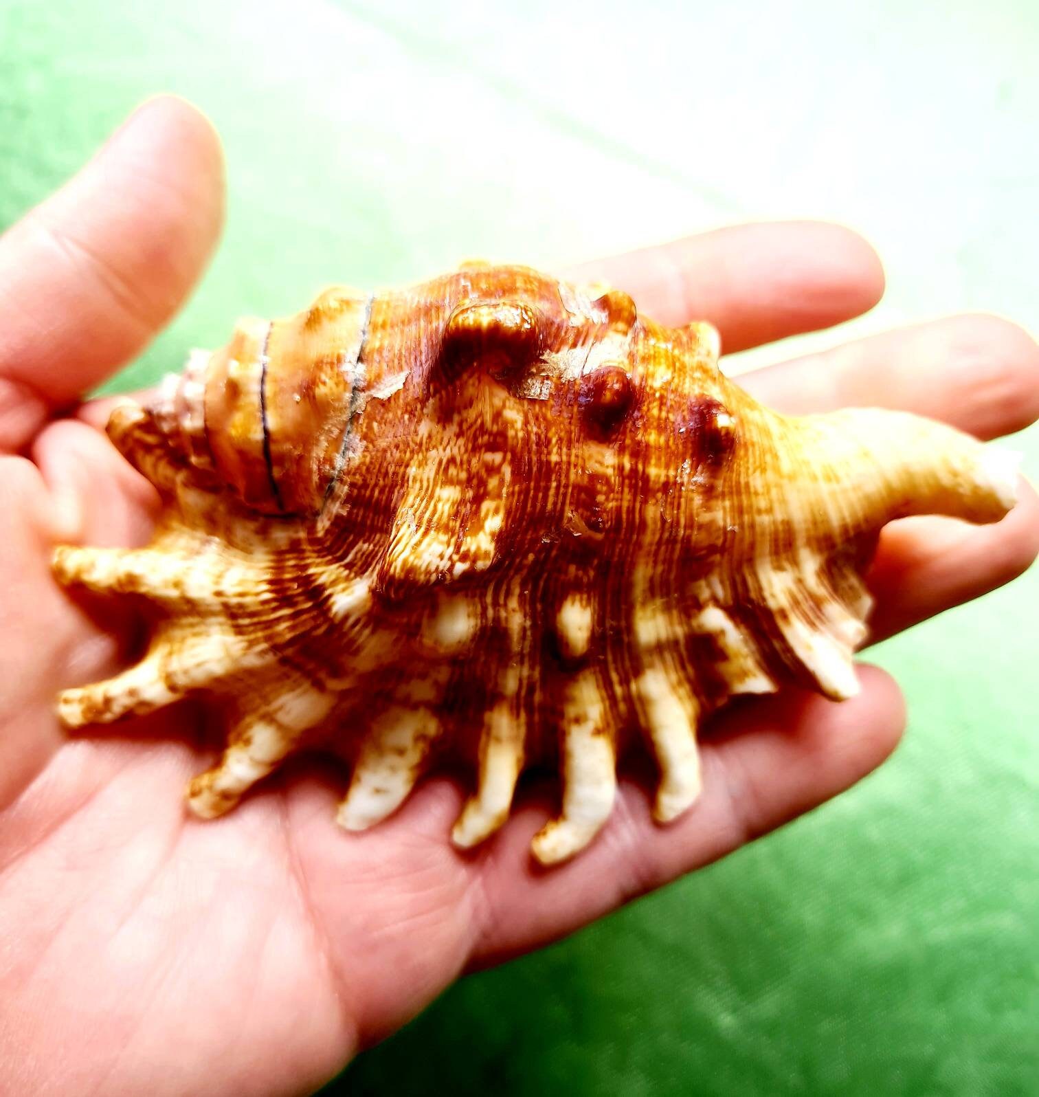 Sea Shell Conch Shell Altar Piece Sea Witch Natural Curio | Etsy