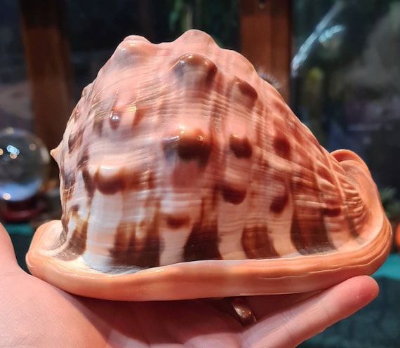 Conch Sea Shell Altar Piece Sea Witch Natural Curio Home - Etsy
