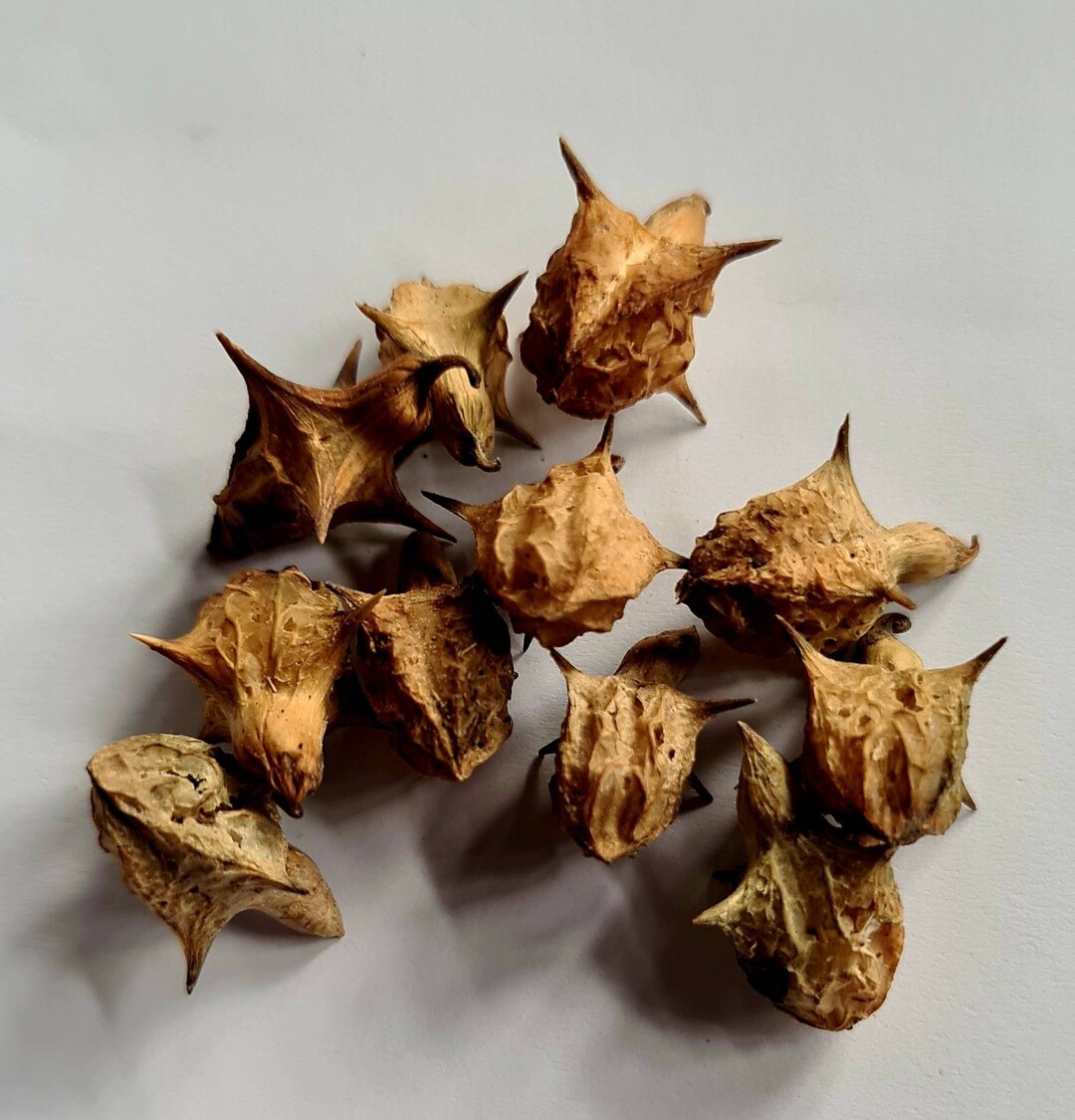 Tribulus Terrestris Aka Caltrop for Protection, Dried Herb, Rituals ...