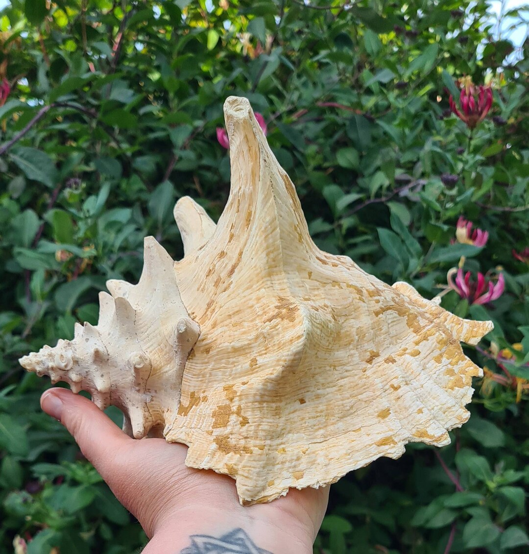 Large Conch Shell, Altar Piece, Sea Witch, Natural Curio, Home Decor ...