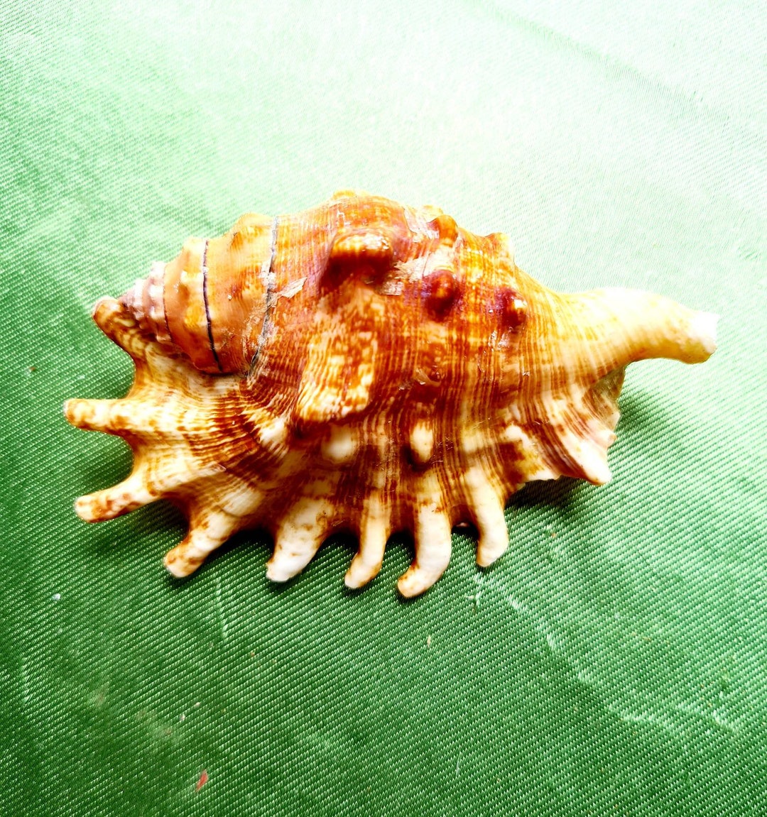 Sea Shell, Conch Shell, Altar Piece, Sea Witch, Natural Curio, Home ...