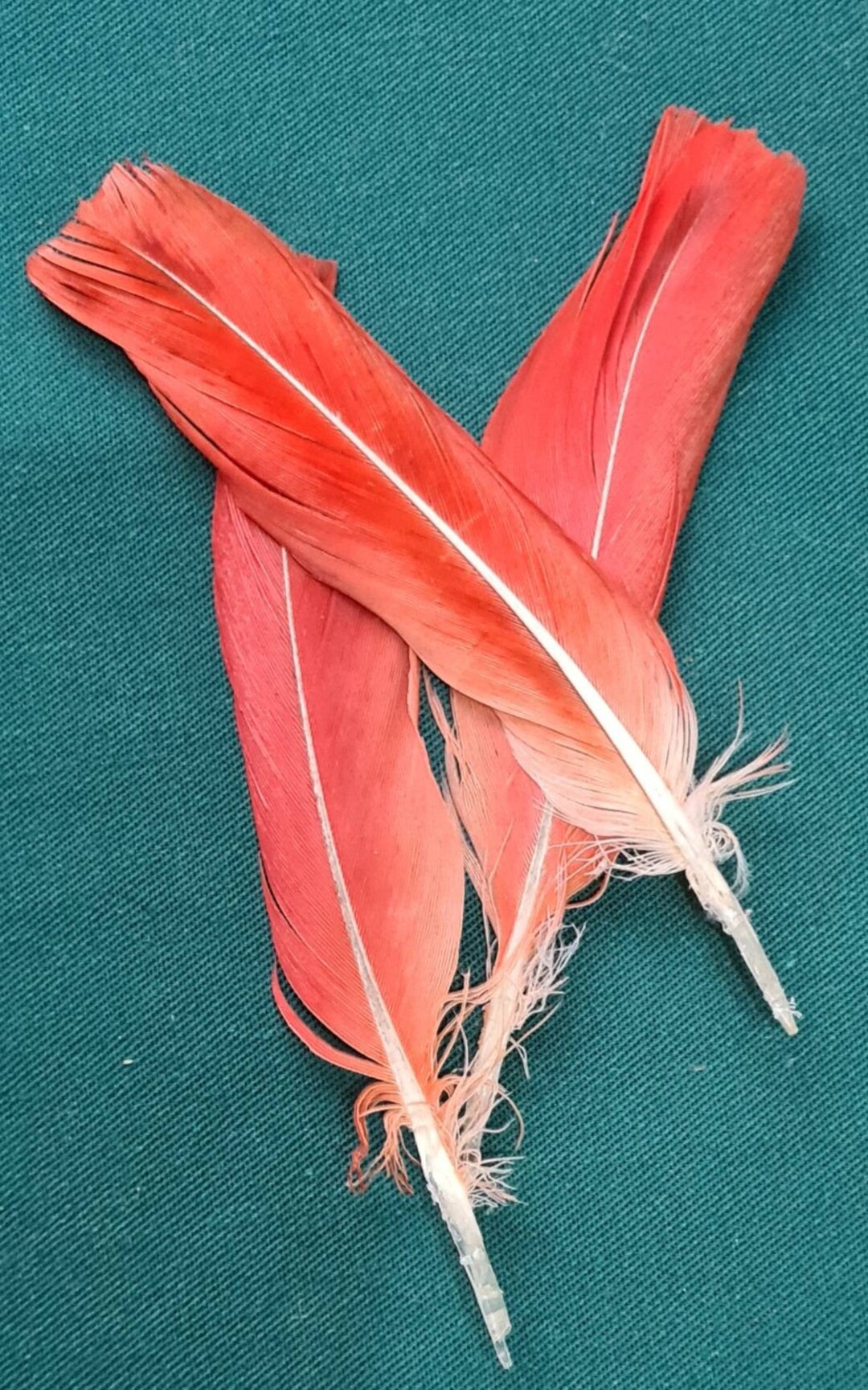 Natural Red Tail Feathers Naturally Source From My African Grey Parrot ...