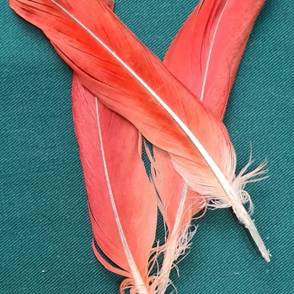 Red Feathers - Etsy