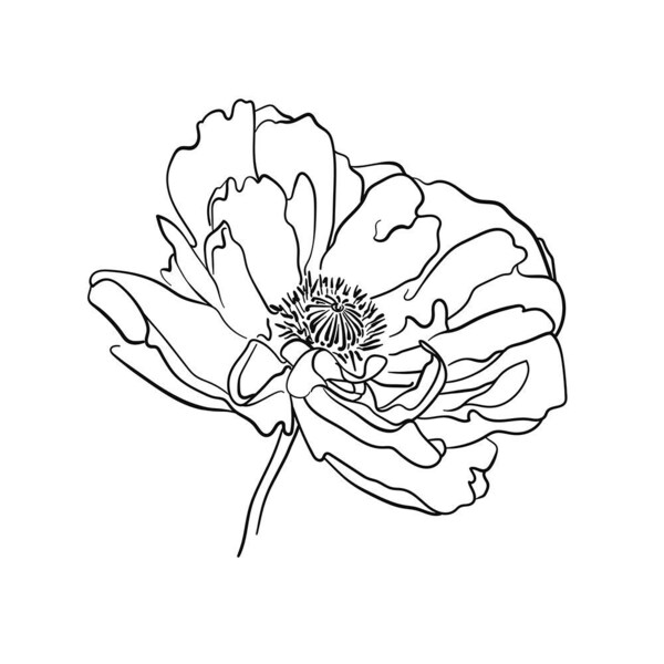 Poppy Line Art - Etsy