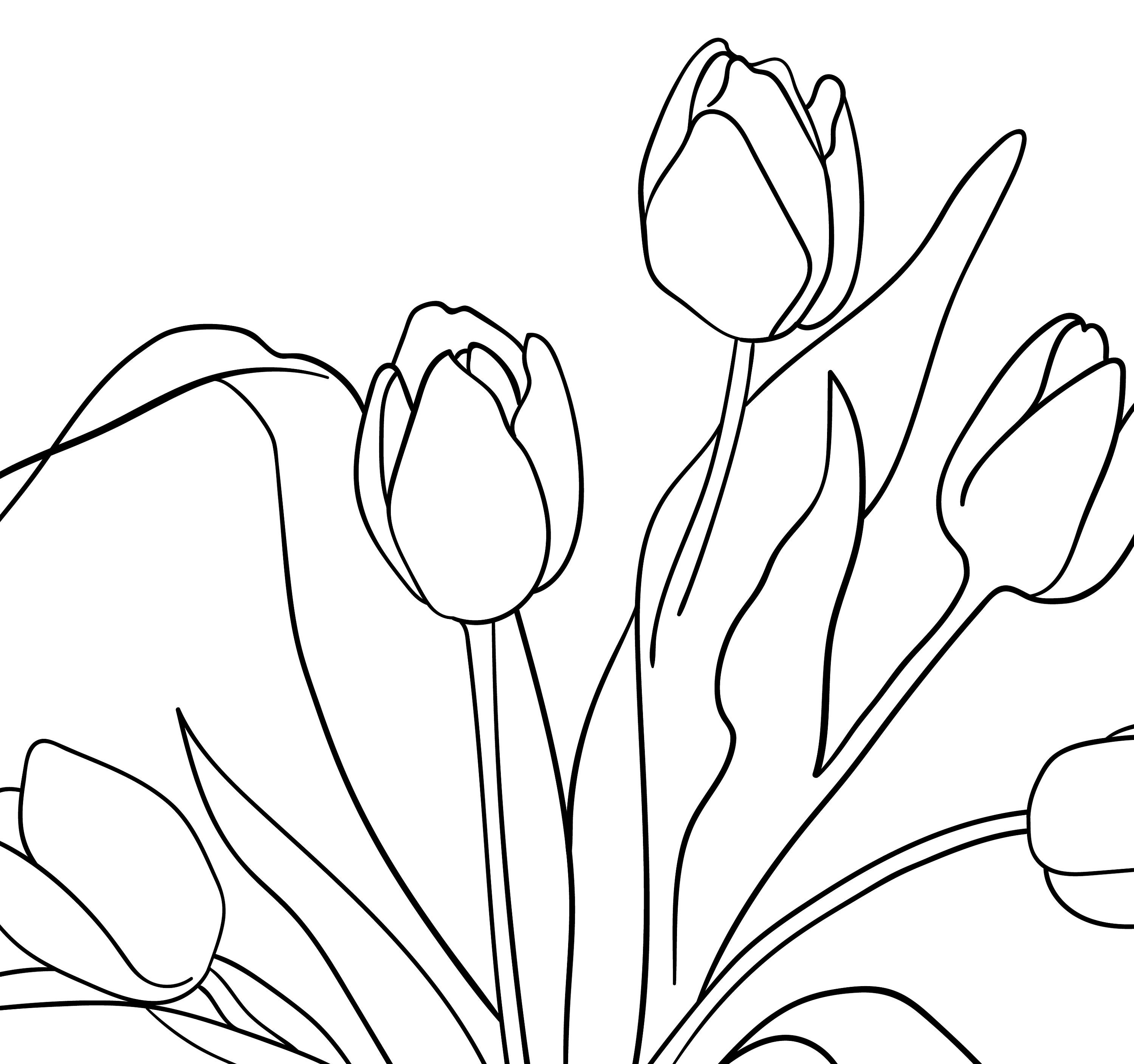 Tulip Line Drawing Tulip Flower Line Art Digital Print - Etsy Australia