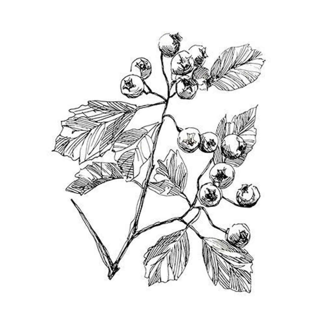 Monochrome Rosehip Branch SVG Files for Cricut, Black and White Rosehip ...
