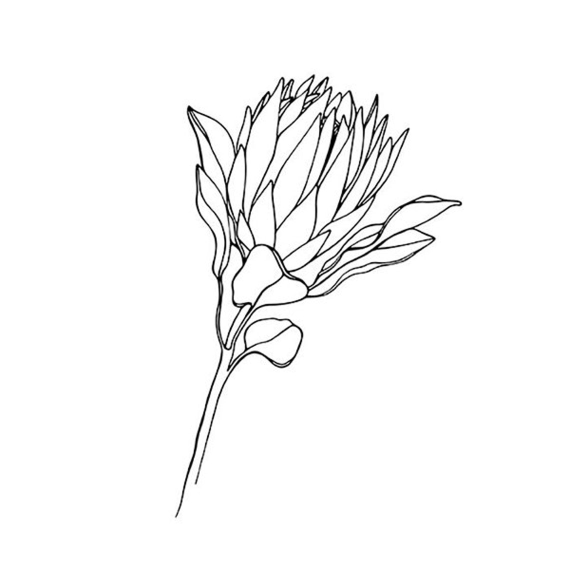 Protea SVG Floral Svg Flower Clipart Plants Svg Protea - Etsy Canada