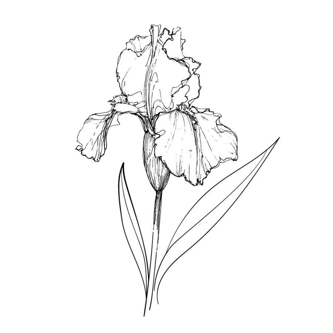 Iris Flower Eps, Spring Flowers Svg, Iris Line Drawing - Etsy