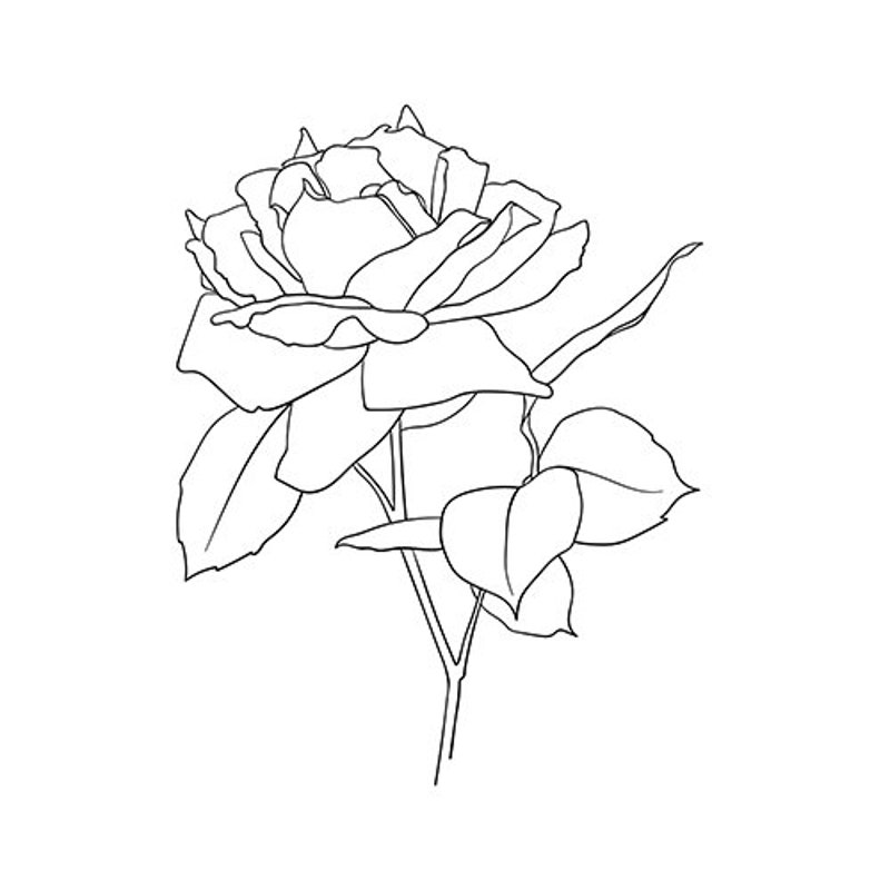 Rose Line Drawing - Etsy