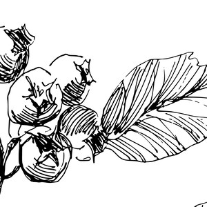 Monochrome Rosehip Branch SVG Files for Cricut, Black and White Rosehip ...