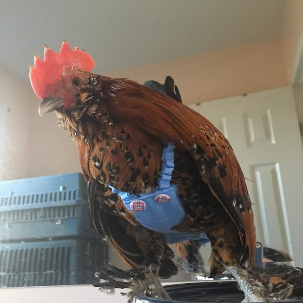 Chicken Diaper - Etsy