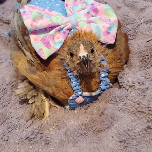 Chicken Diapers Large Perfect Chicken Diaper for Large Hens - Etsy