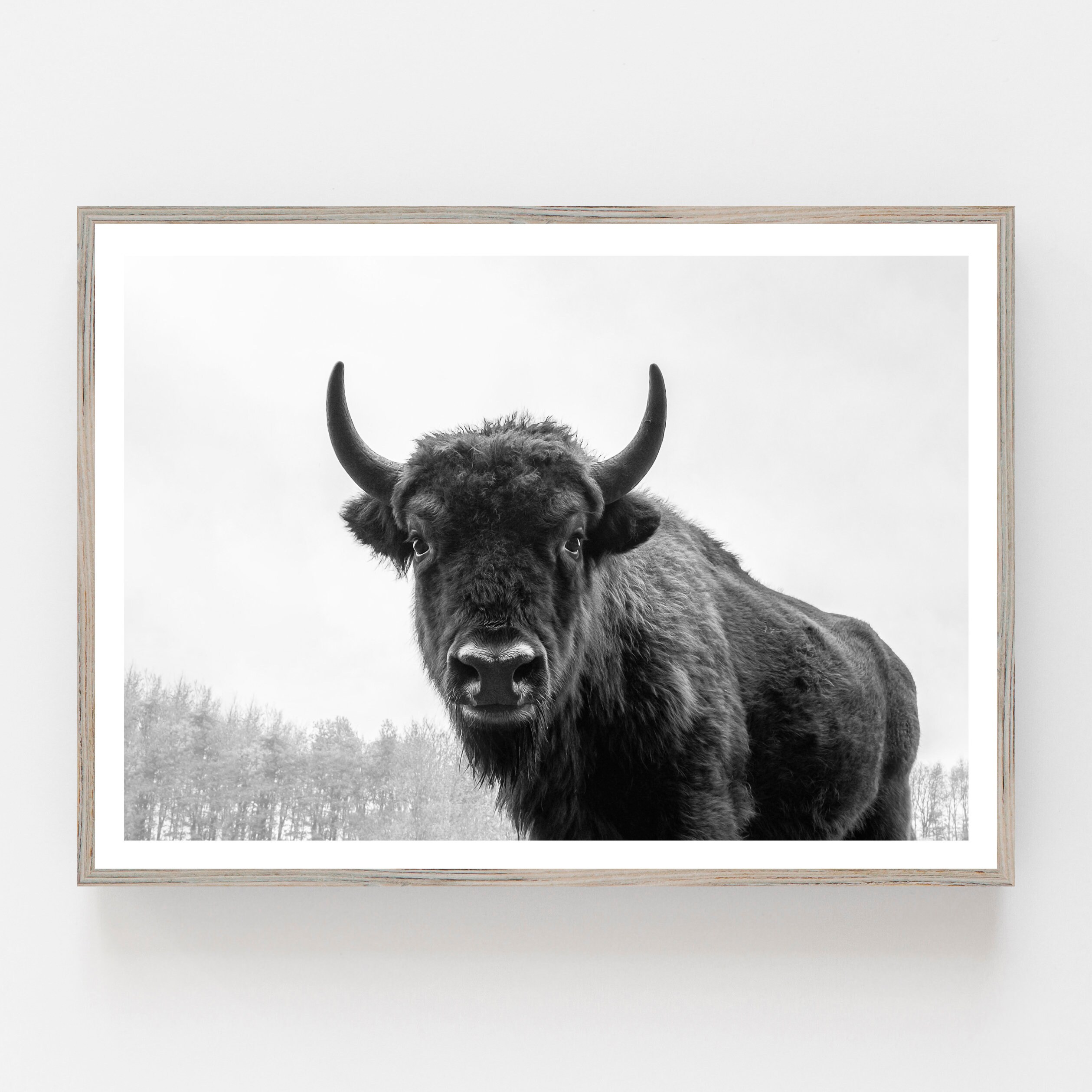 American Buffalo Print Bison Wall Art American Bison Print | Etsy
