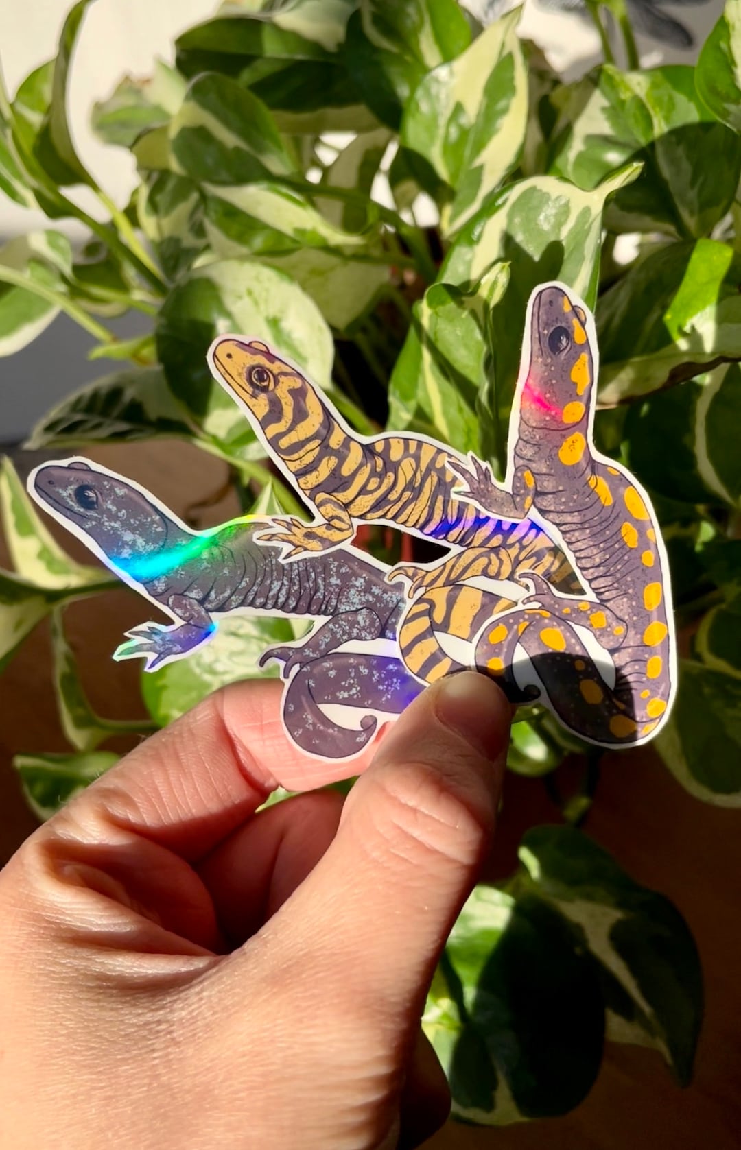 Salamander Sticker Pack (3 Pack) | Holographic Vinyl Sticker | Science ...