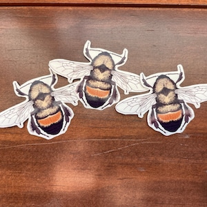 Rusty Patch Bumble Bee Worker (3 Pack) | Science Illustration | Bombus ...