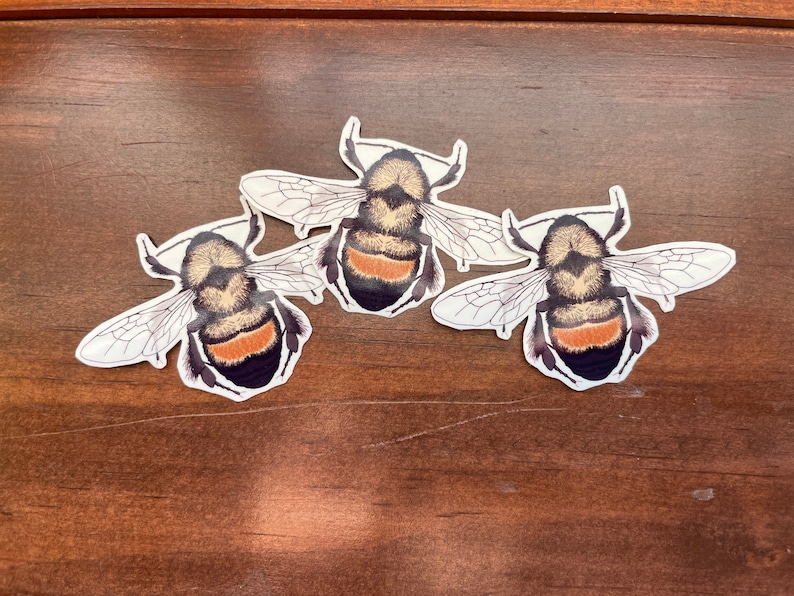 Rusty Patch Bumble Bee Worker (3 Pack) | Science Illustration | Bombus ...