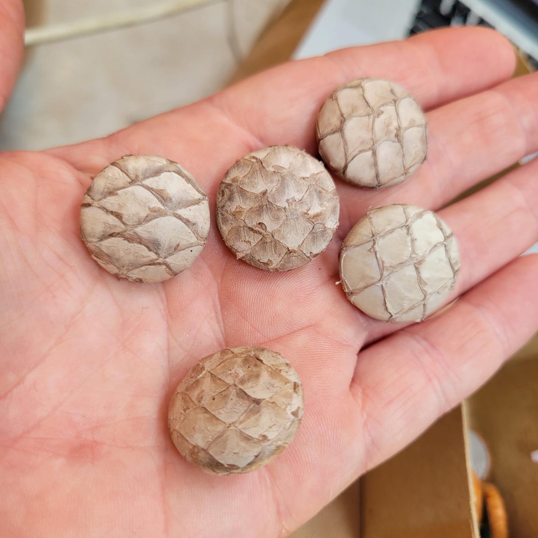 5 X Faux Snake Fish Skin Buttons 23mm Tan Vintage - Etsy