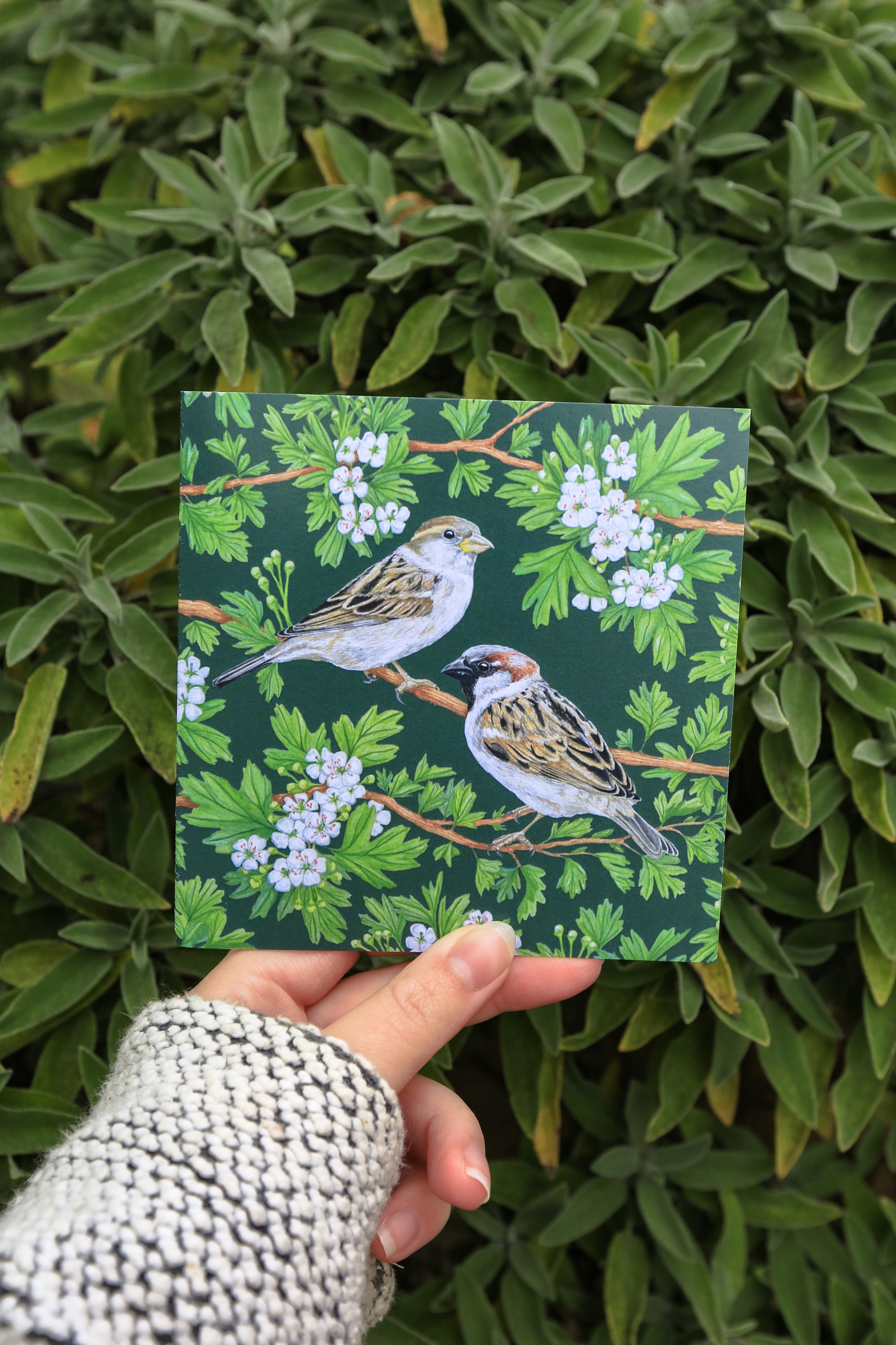 Sparrows and Hawthorn Greetings Cards - Etsy
