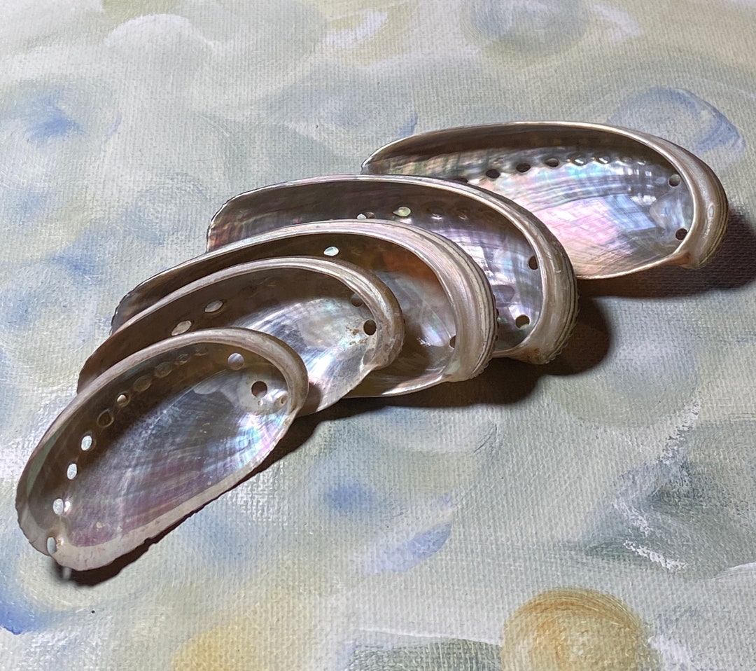 Abalone Shells, A Family of Shells, Incremental in Size~ - Etsy