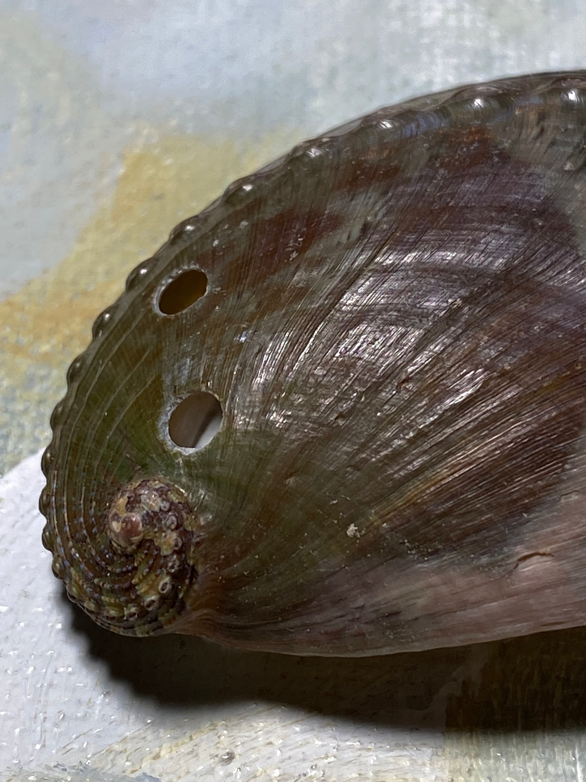 Abalone Shells A Family of Shells Incremental in Size - Etsy
