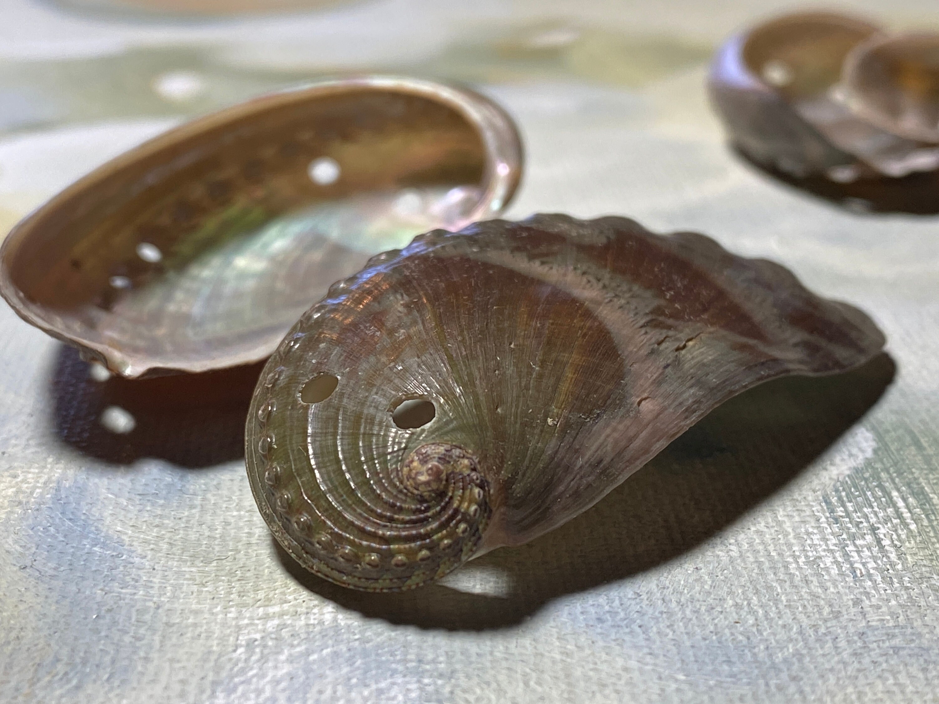 Abalone Shells, A Family of Shells, Incremental in Size - Etsy