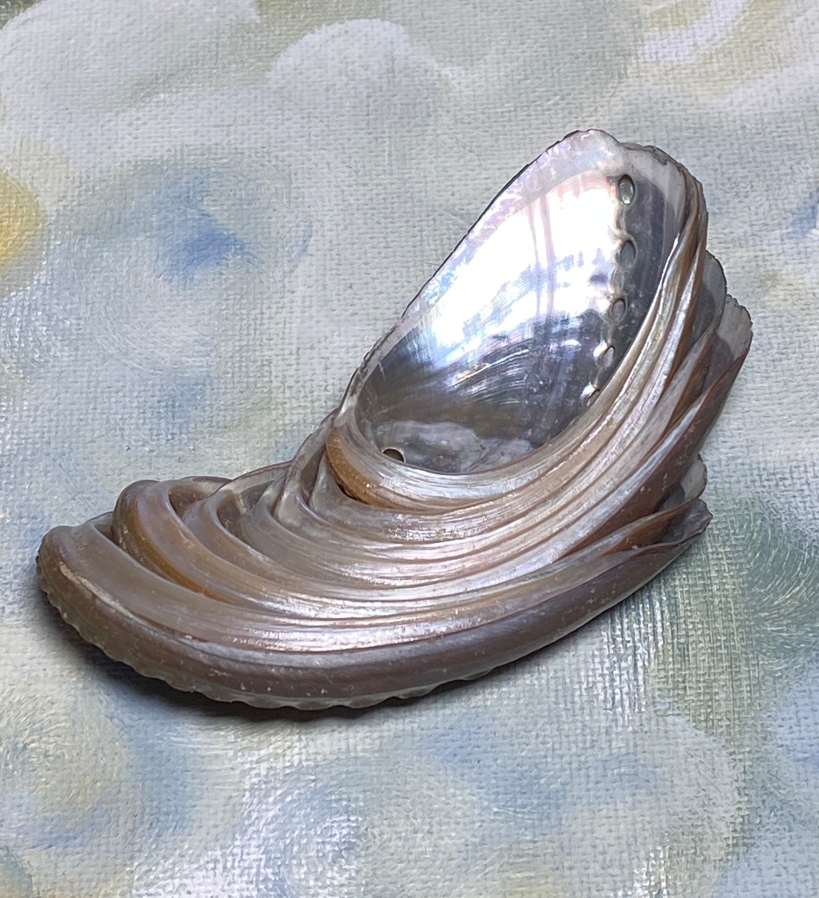 Abalone Shells, A Family of Shells, Incremental in Size - Etsy