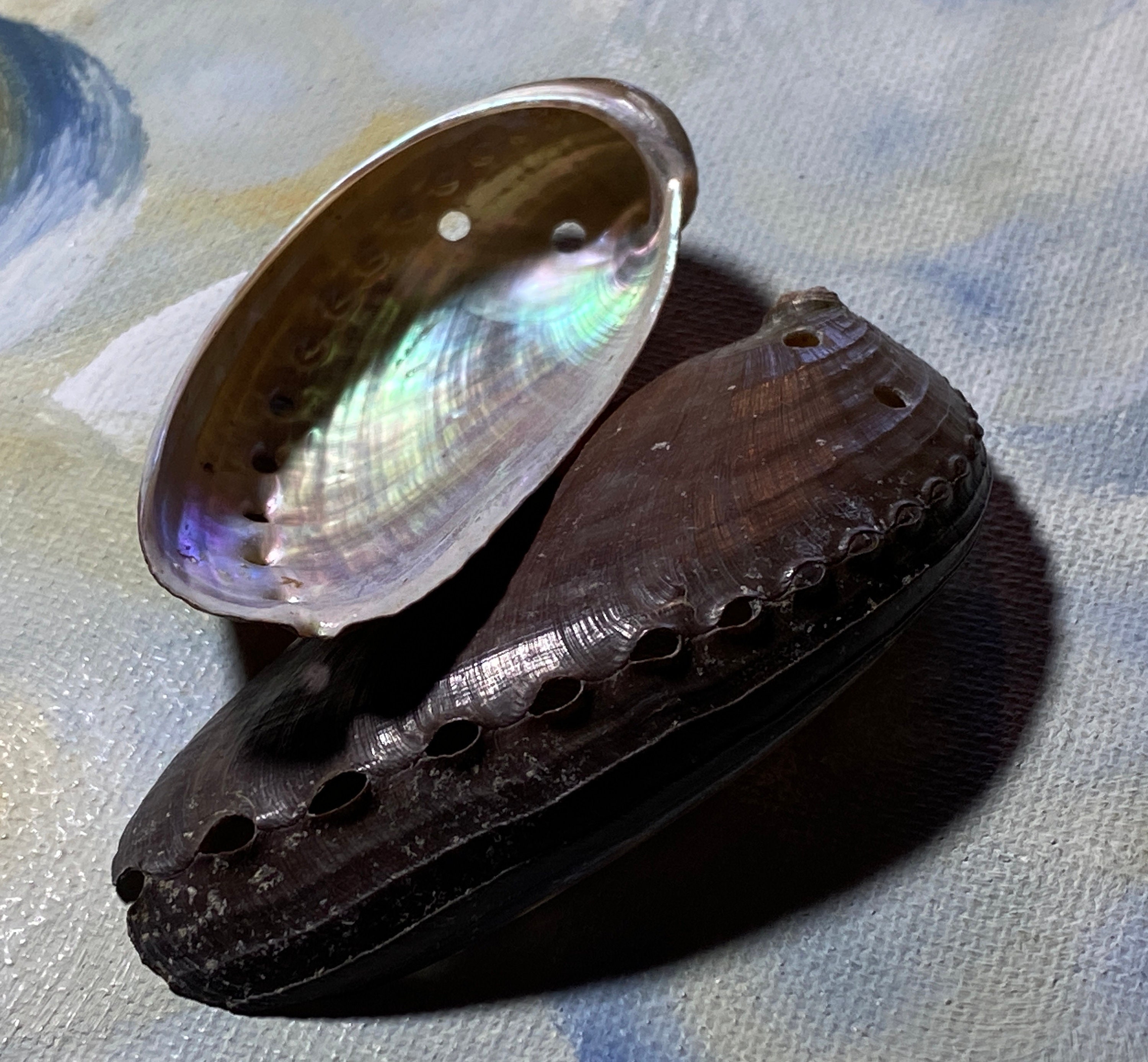Abalone Shells, A Family of Shells, Incremental in Size - Etsy