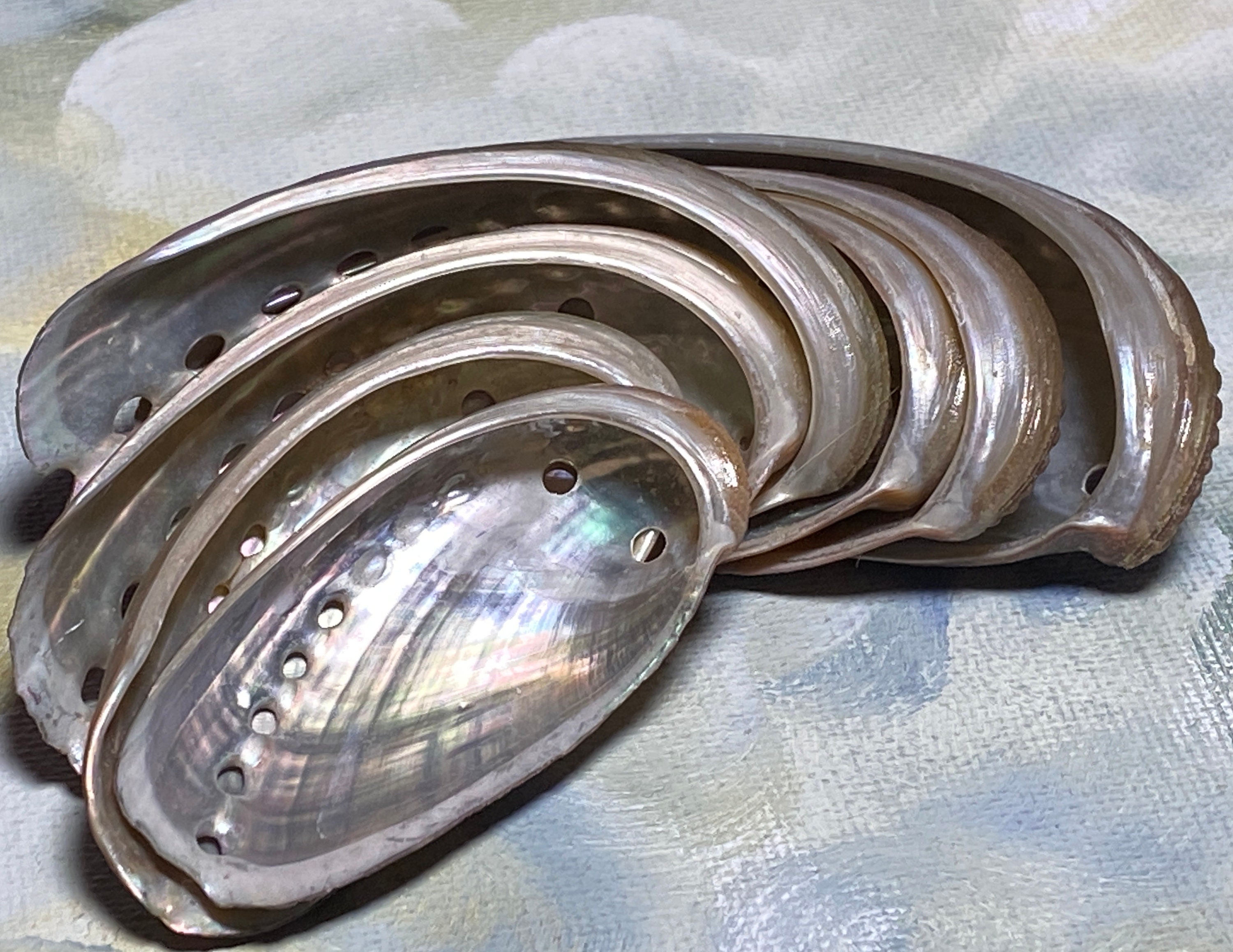 Abalone Shells, A Family of Shells, Incremental in Size - Etsy