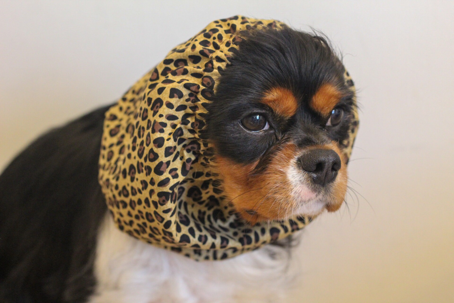 Leopard Dog Snood Cavalier Dog Snood Cotton Dog Snood Brown | Etsy