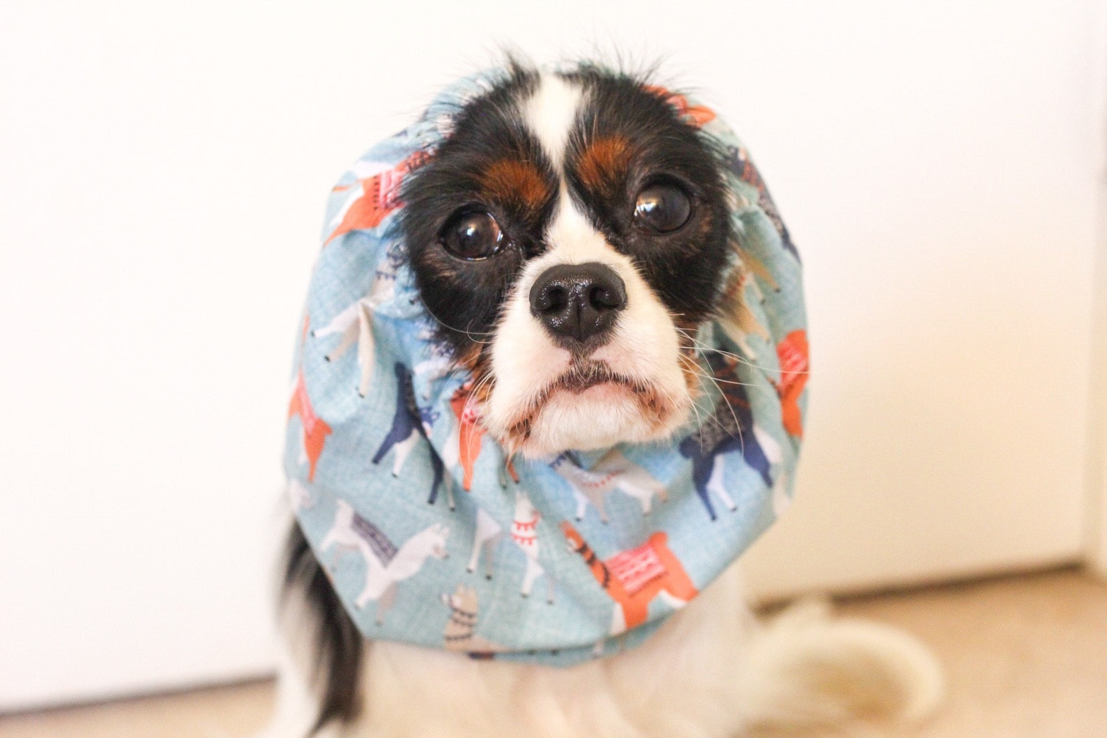 Llama Dog Snood Cotton Pet Snood Cavalier King Charles - Etsy
