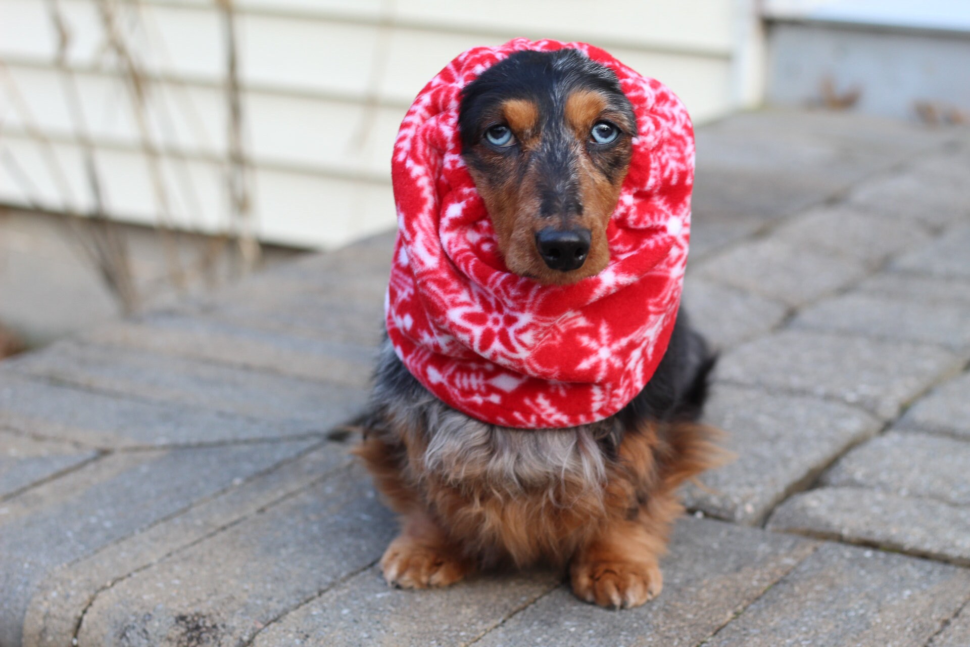 Red Snowflake Dog Snood Scarf Dog Neck Warmer Dog Fleece - Etsy
