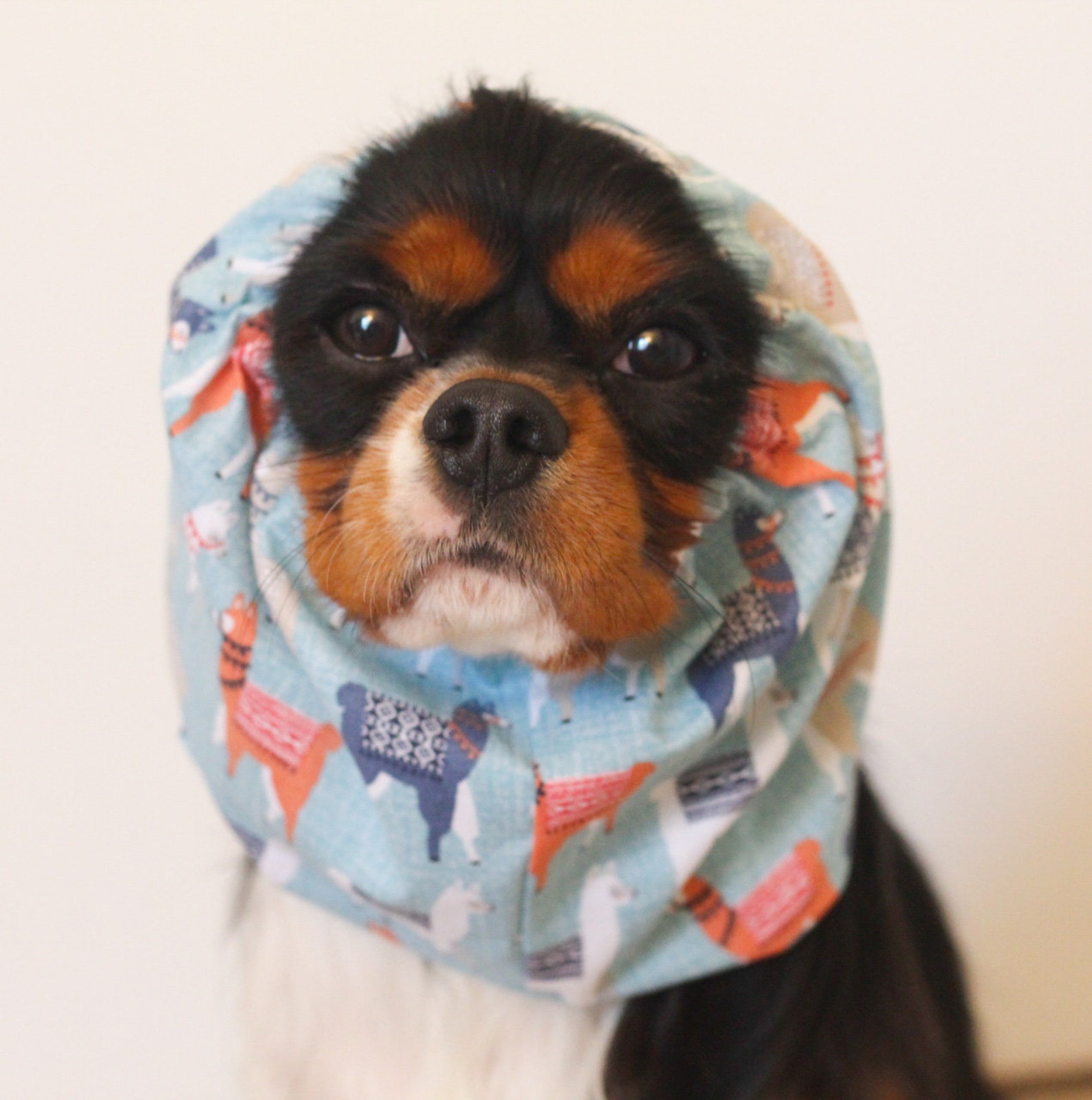 Llama Dog Snood Cotton Pet Snood Cavalier King Charles - Etsy