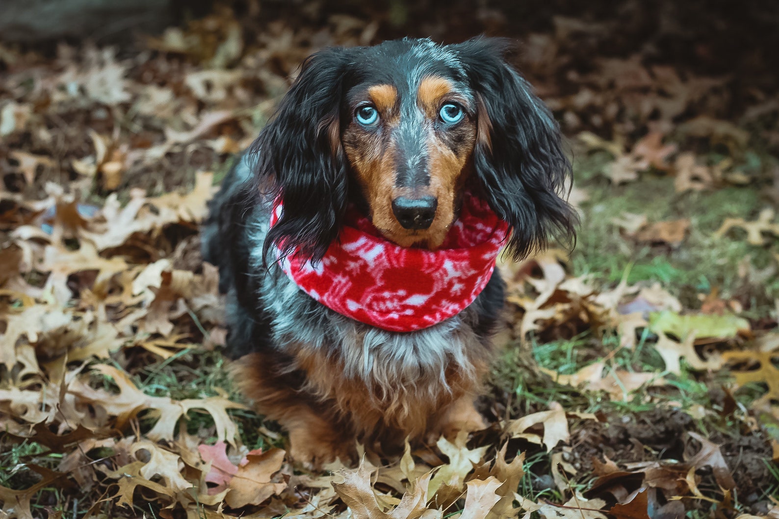 Red Snowflake Dog Snood Scarf Dog Neck Warmer Dog Fleece - Etsy