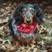 Red Snowflake Dog Snood Scarf Dog Neck Warmer Dog Fleece Snood Red Dog ...