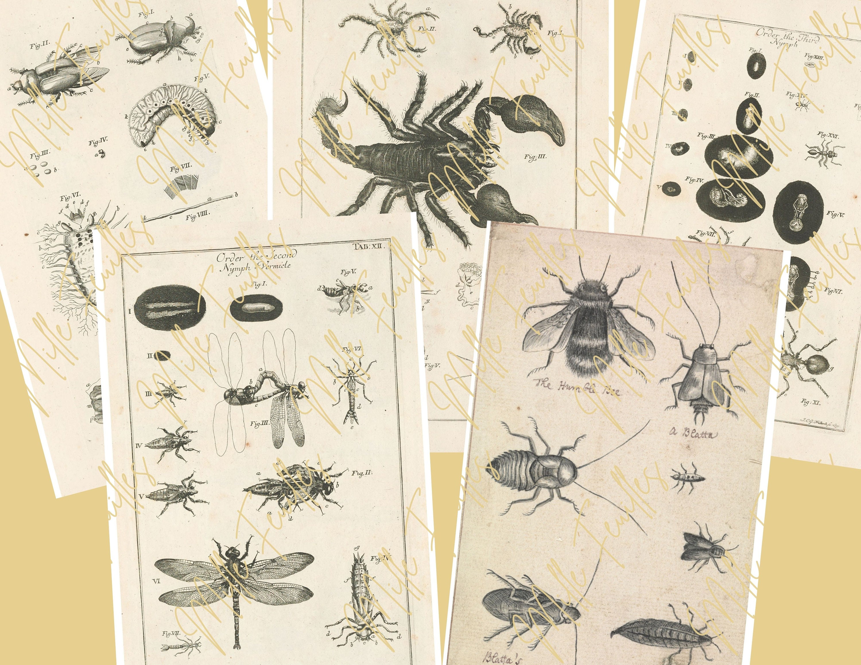 Specimen Digital Kit - Printables for Journaling Art - Fussy Cut ...