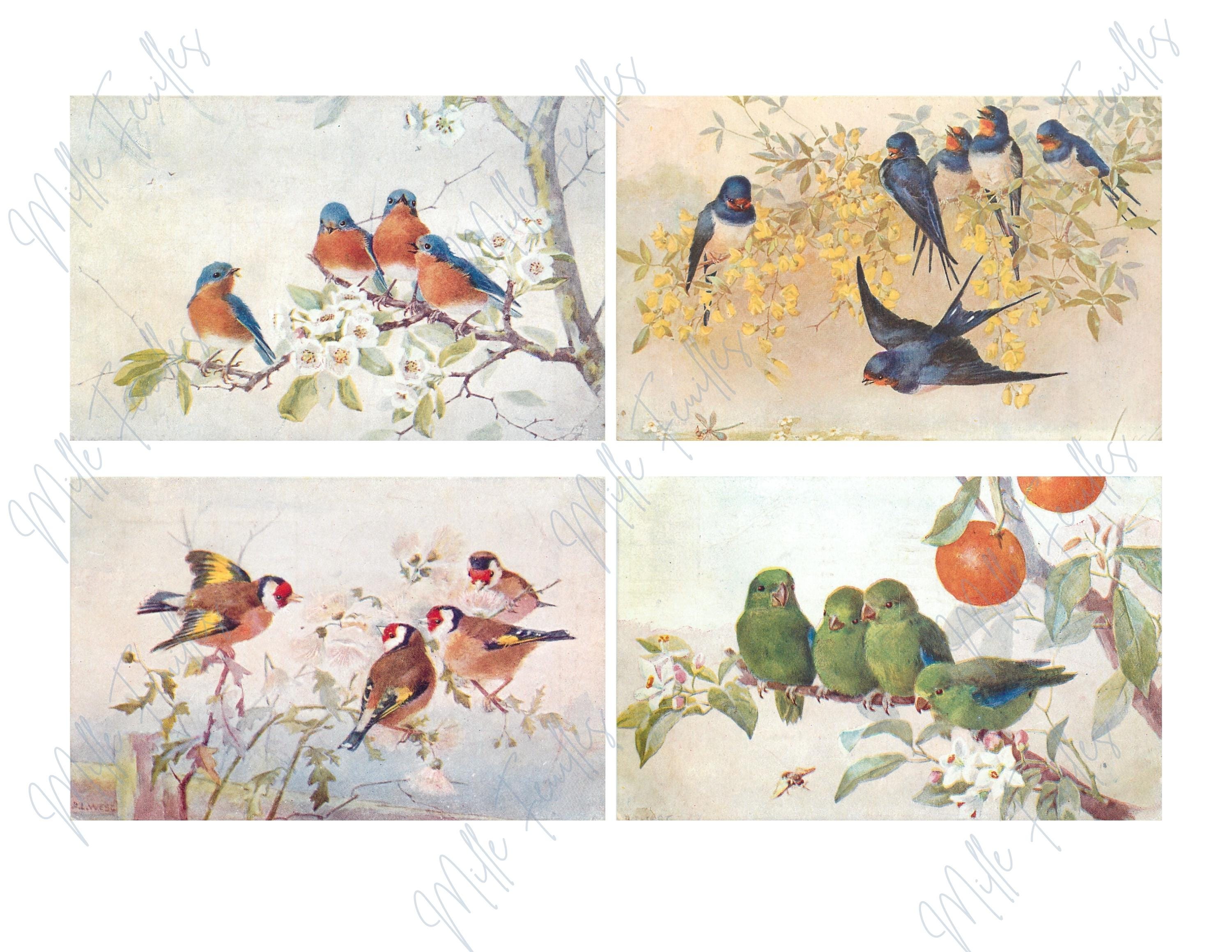 Antique Bird Postcards: Printable Ephemera for Junk Journals (digital ...