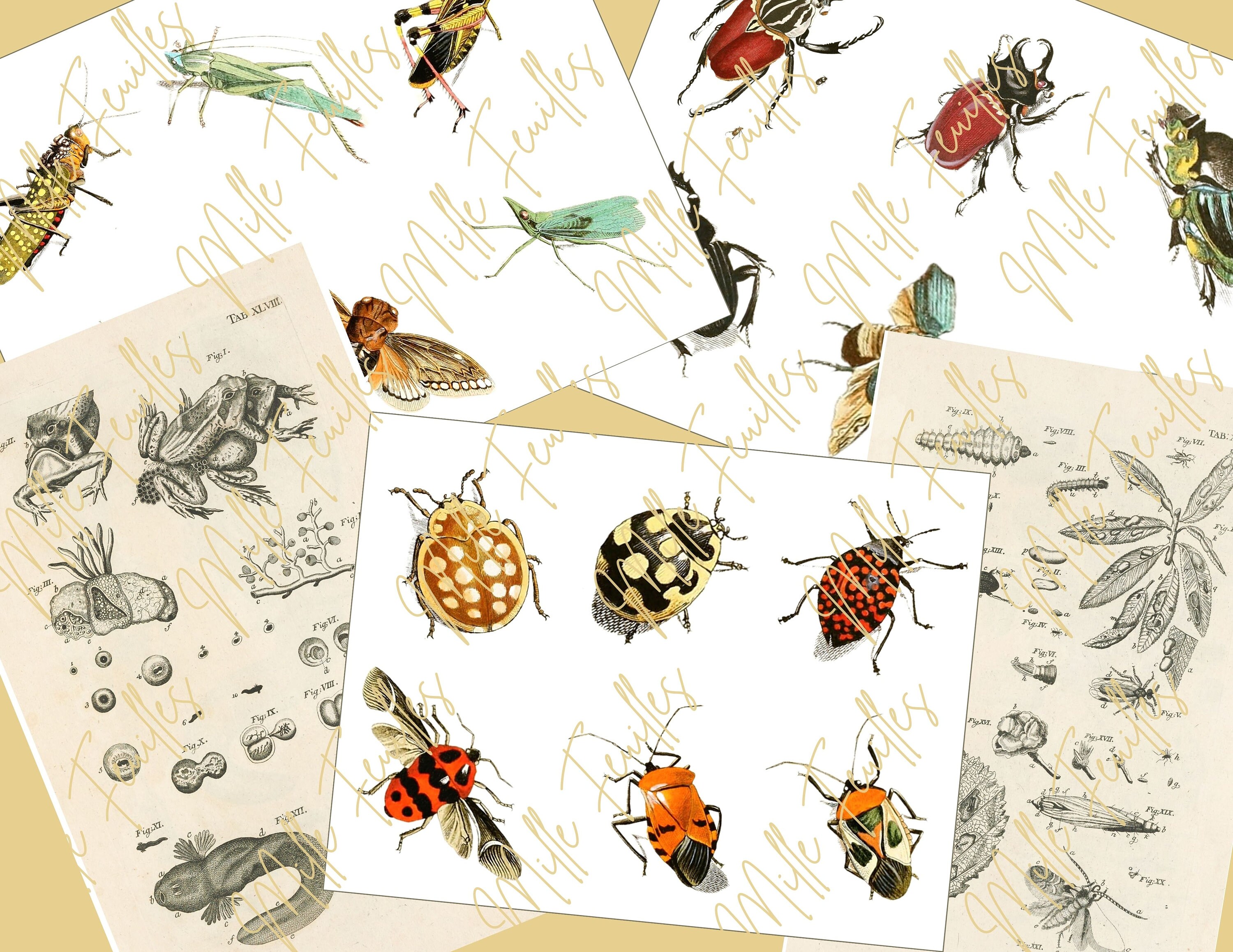 Specimen Digital Kit - Printables for Journaling Art - Fussy Cut ...