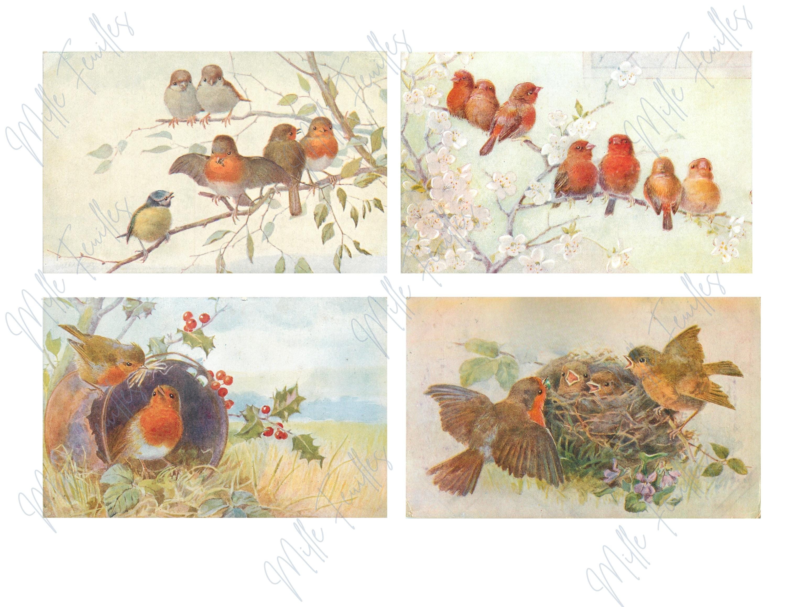 Antique Bird Postcards: Printable Ephemera for Junk Journals (digital ...