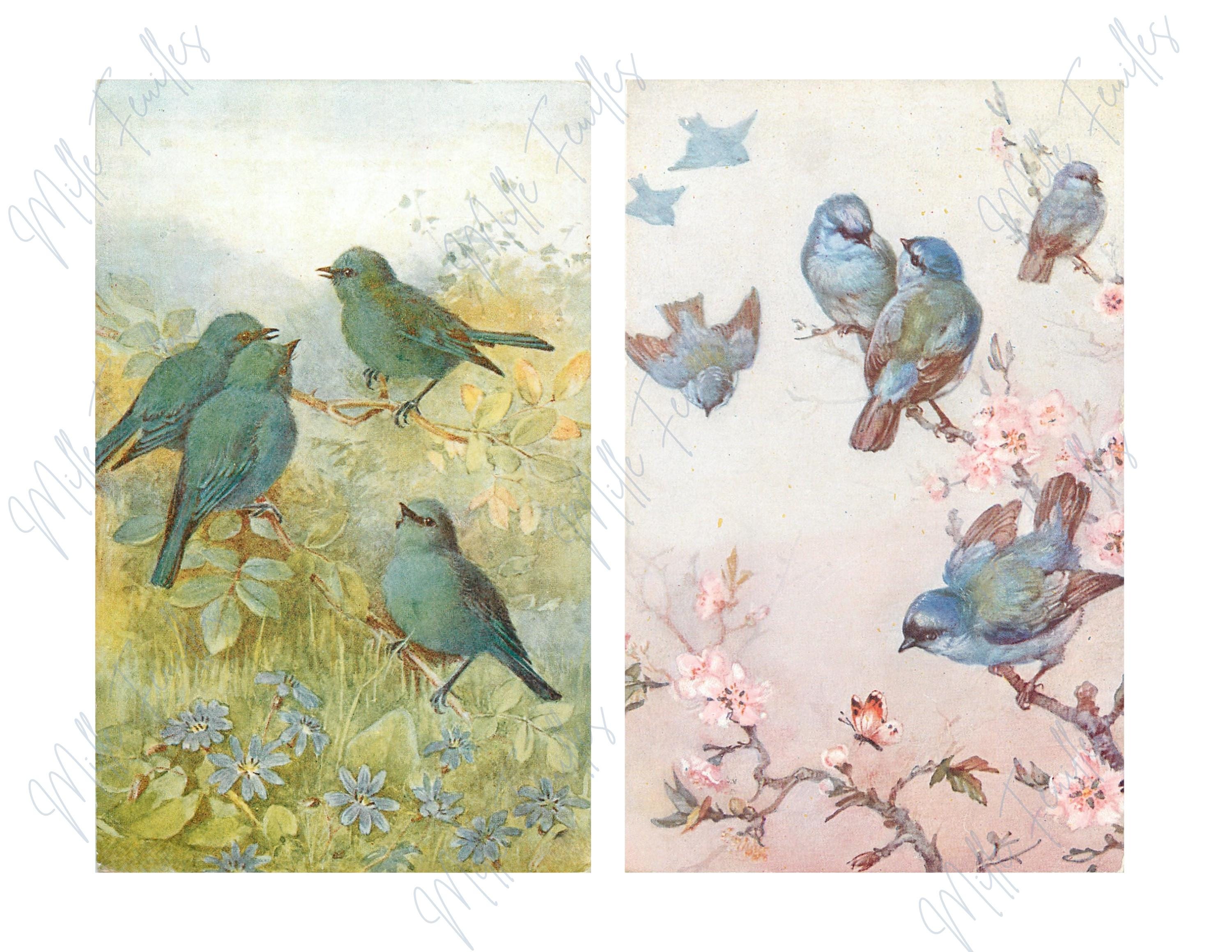 Antique Bird Postcards: Printable Ephemera for Junk Journals (digital ...