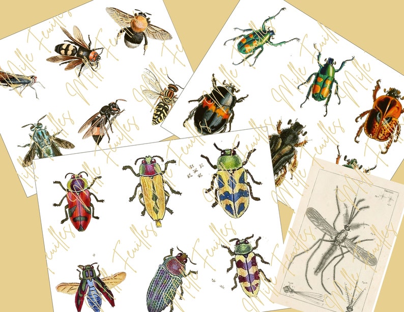 Specimen Digital Kit - Printables for Journaling Art - Fussy Cut ...