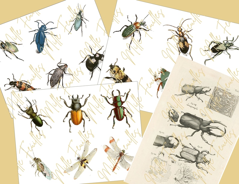 Specimen Digital Kit - Printables for Journaling Art - Fussy Cut ...