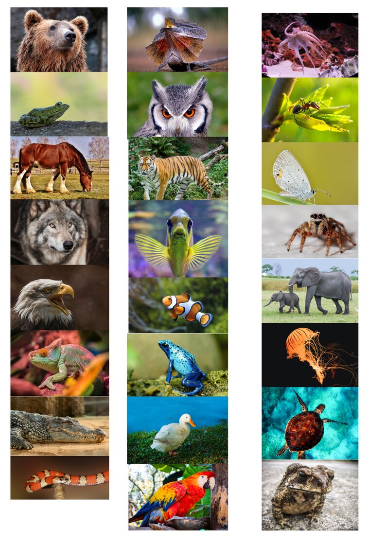 Childrens Printable Animal Classification Activity. Digital Download ...