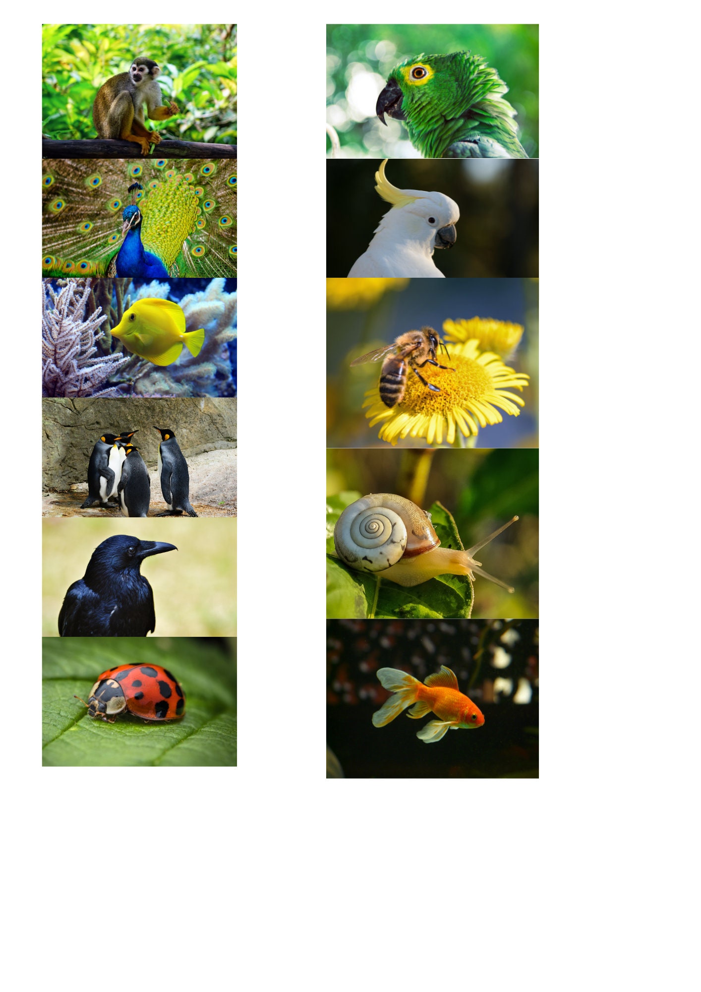 Childrens Printable Animal Classification Activity. Digital Download ...