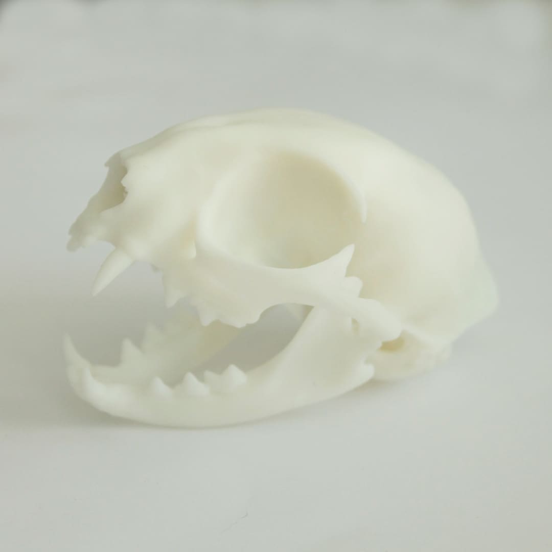 Domestic Cat Skull Replica Unpainted Cat Skull HD Resin Print 3d ...