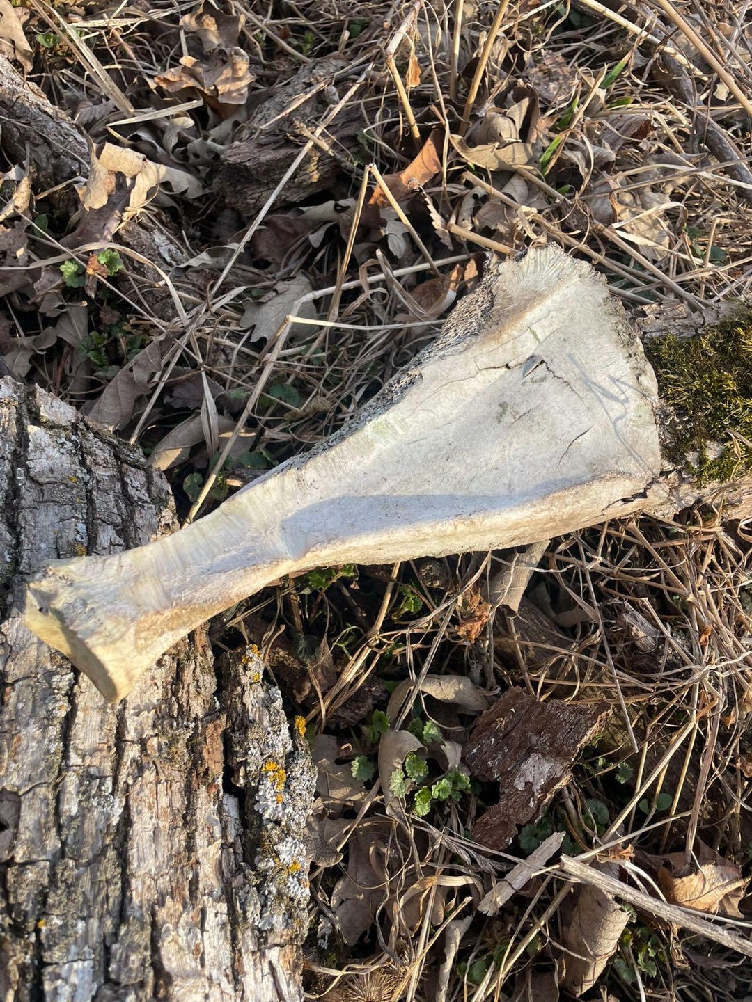 Whitetail Scapula - Etsy