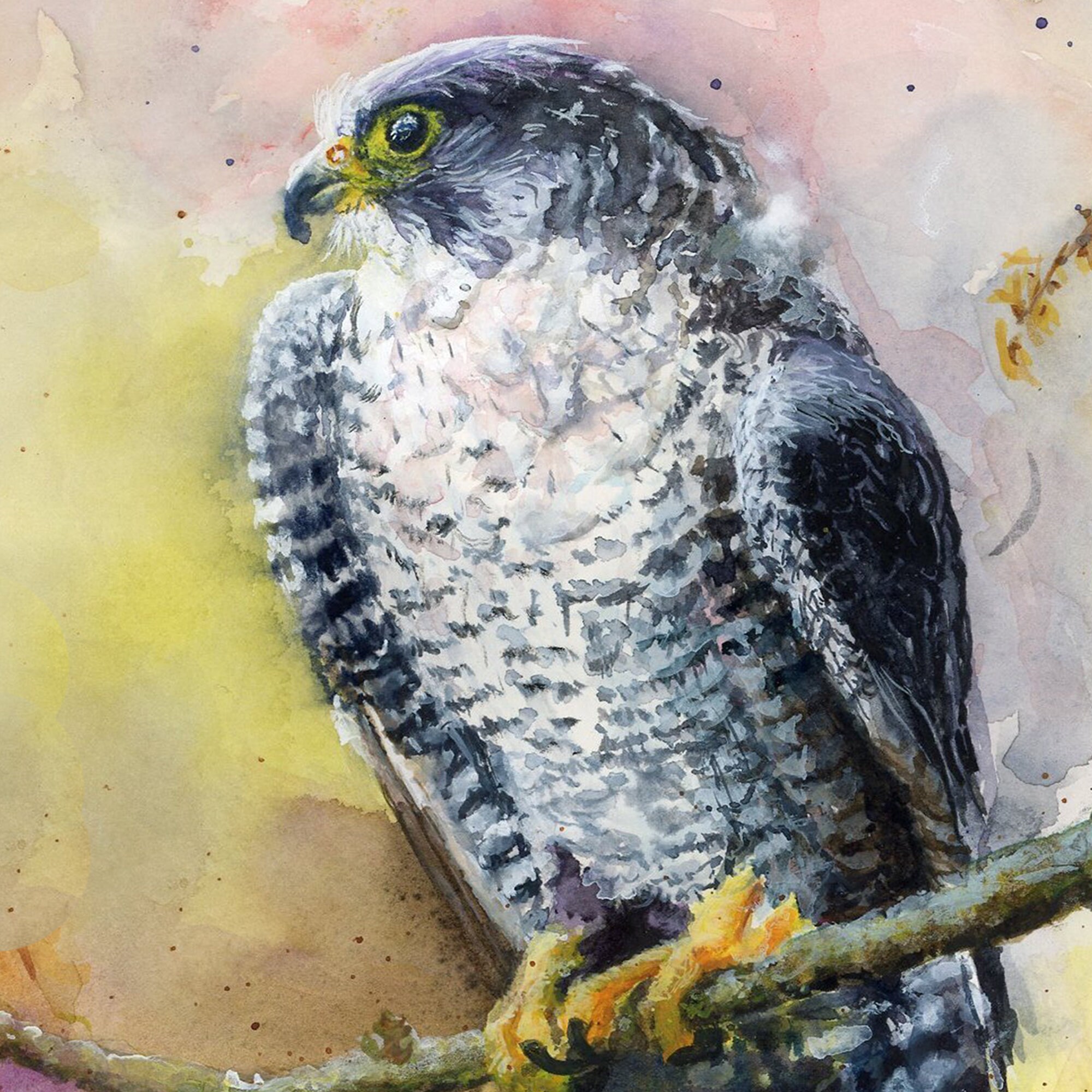 Peregrine Falcon Art Peregrine Falcon Print Peregrine - Etsy